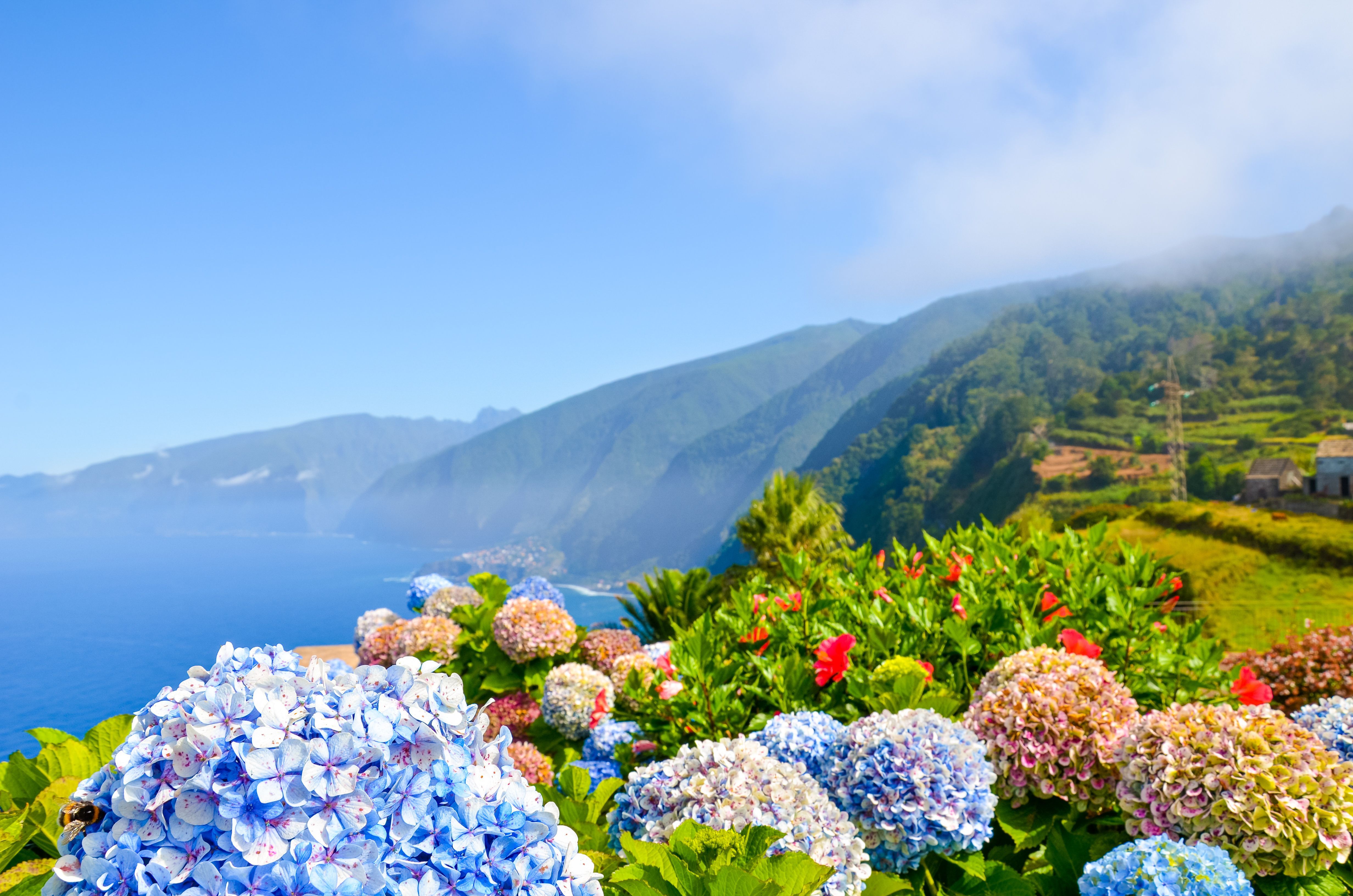 Blütenzauber auf Madeira